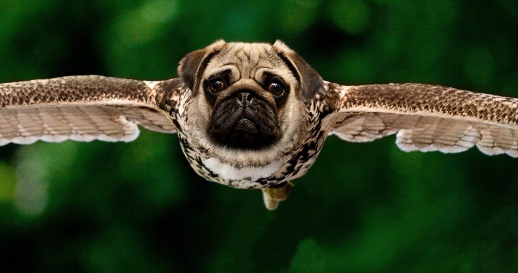 hybrid dog owl - Mancell Financial Group
